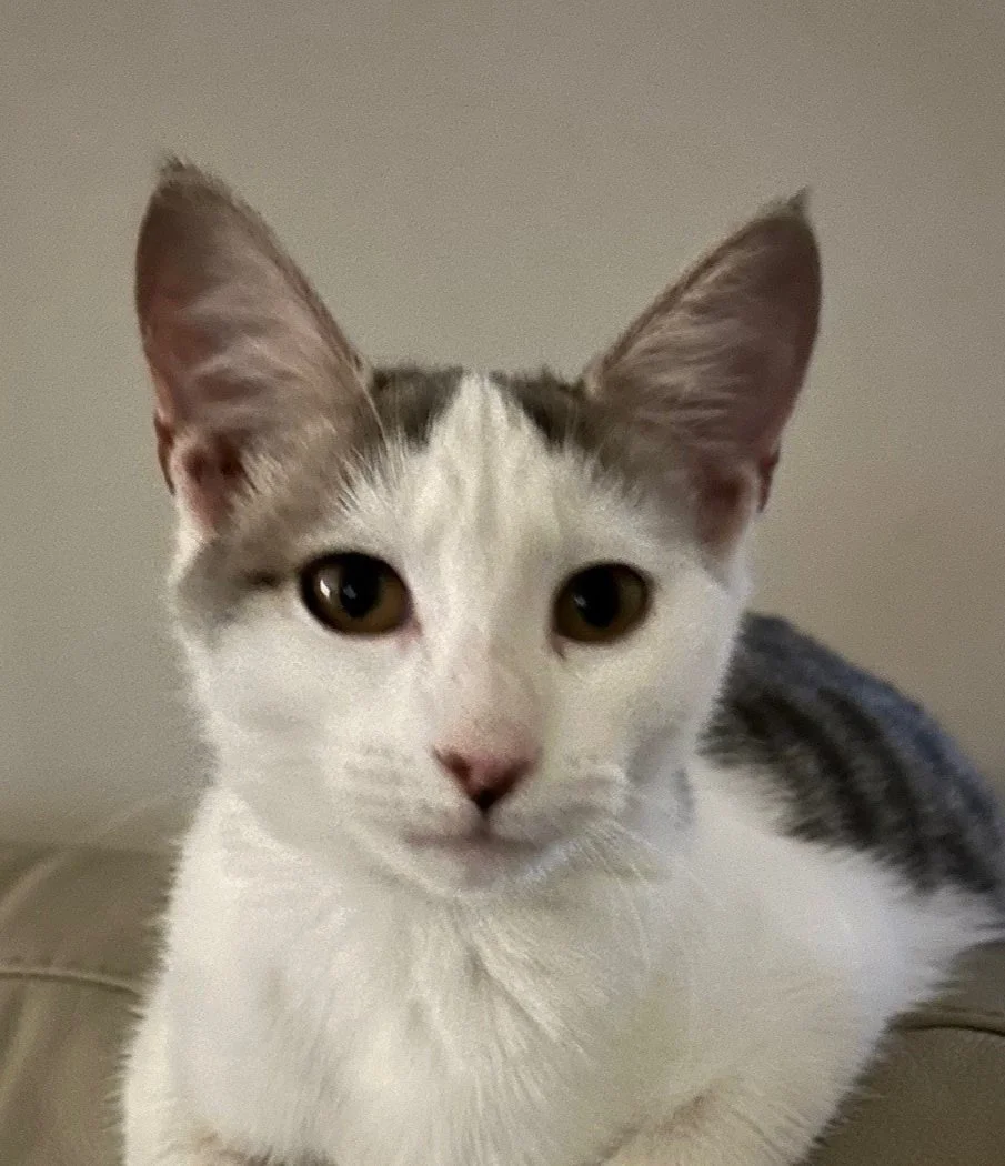 Cats — Adopt — SAFE Perth