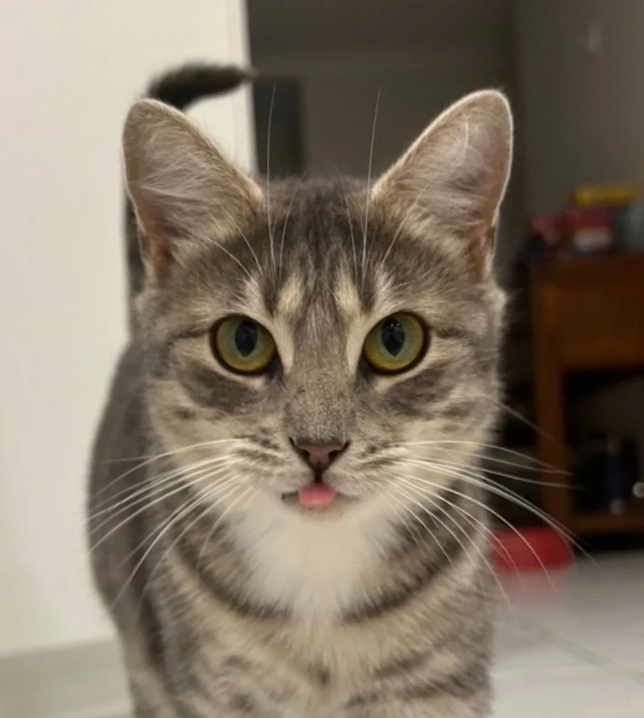 Adopt A Pet | Rescue An Animal — SAFE Perth