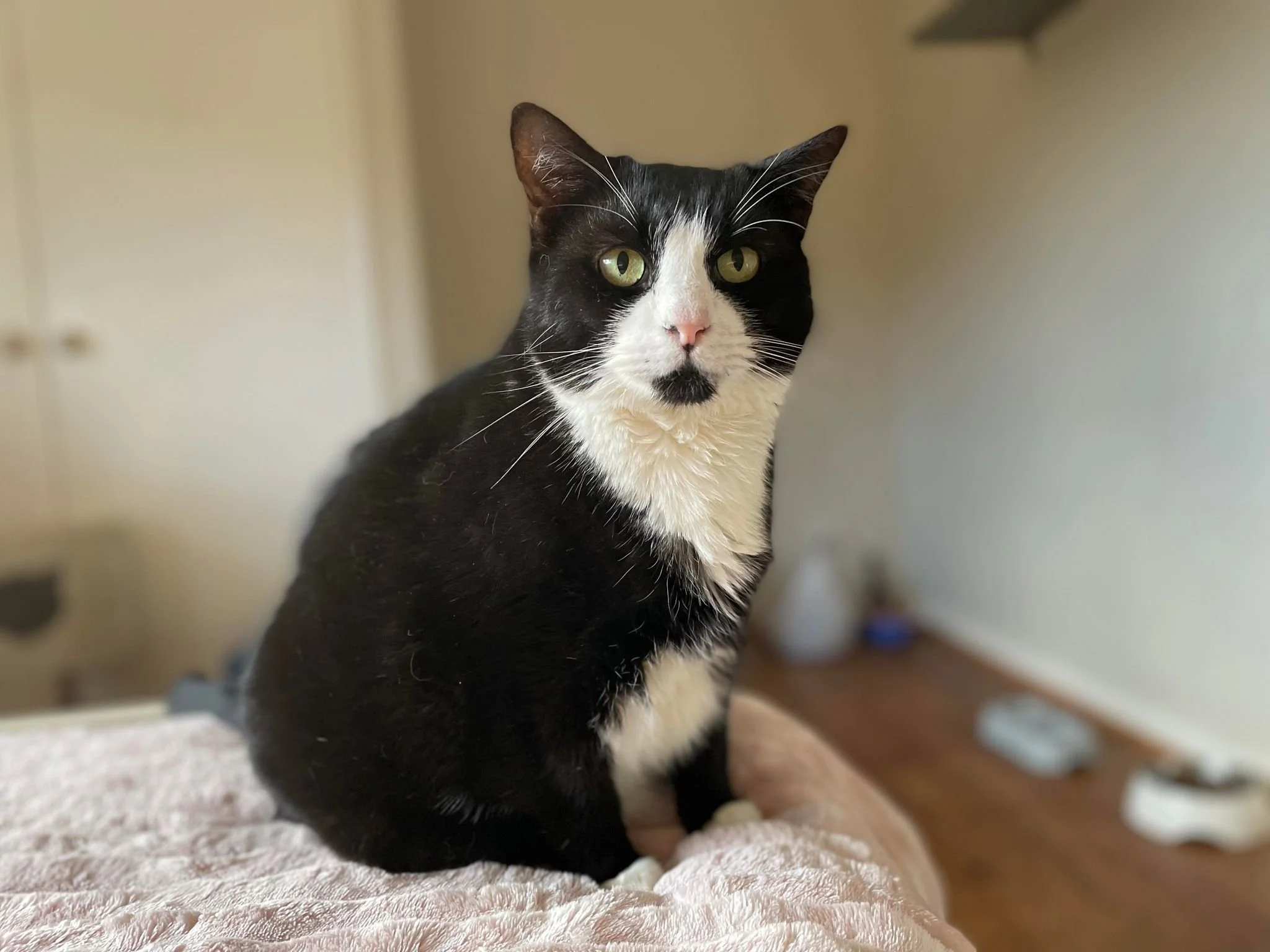 Adopt A Pet | Rescue An Animal — SAFE Perth