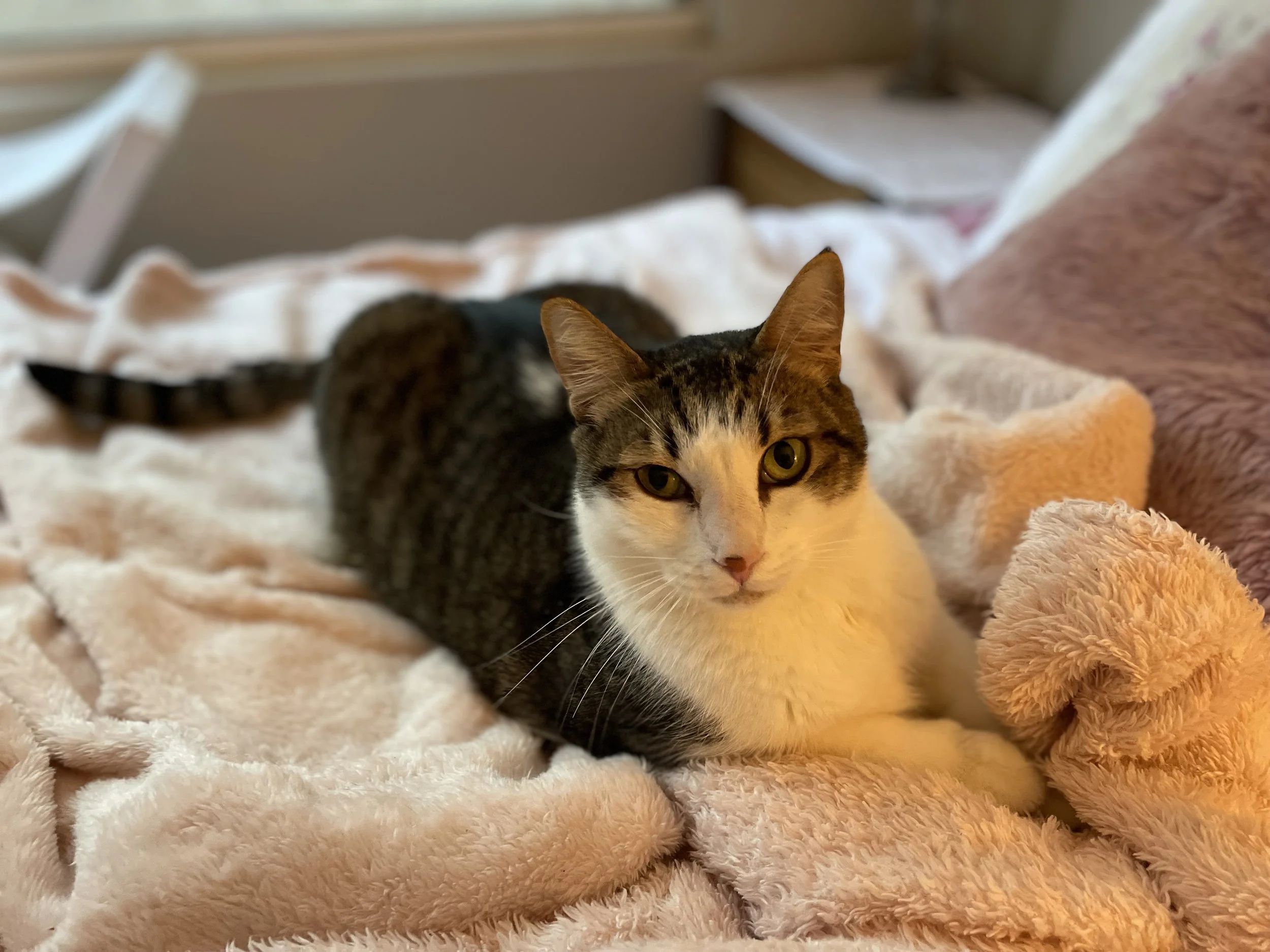 Chipp — SAFE Perth