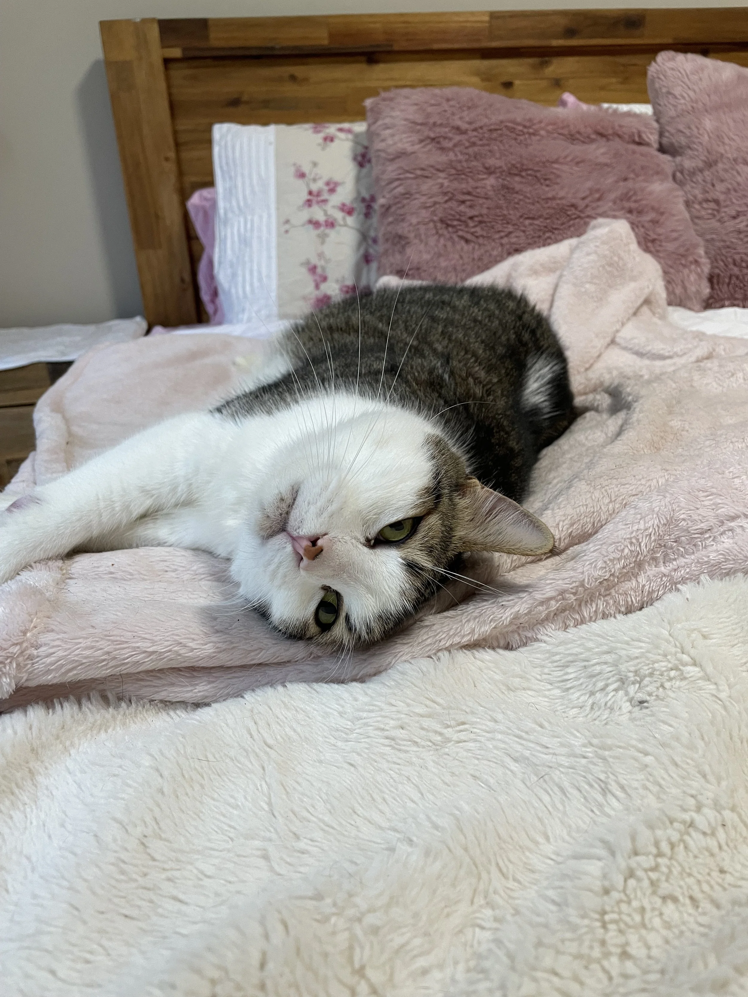 Adopt A Pet | Rescue An Animal — SAFE Perth