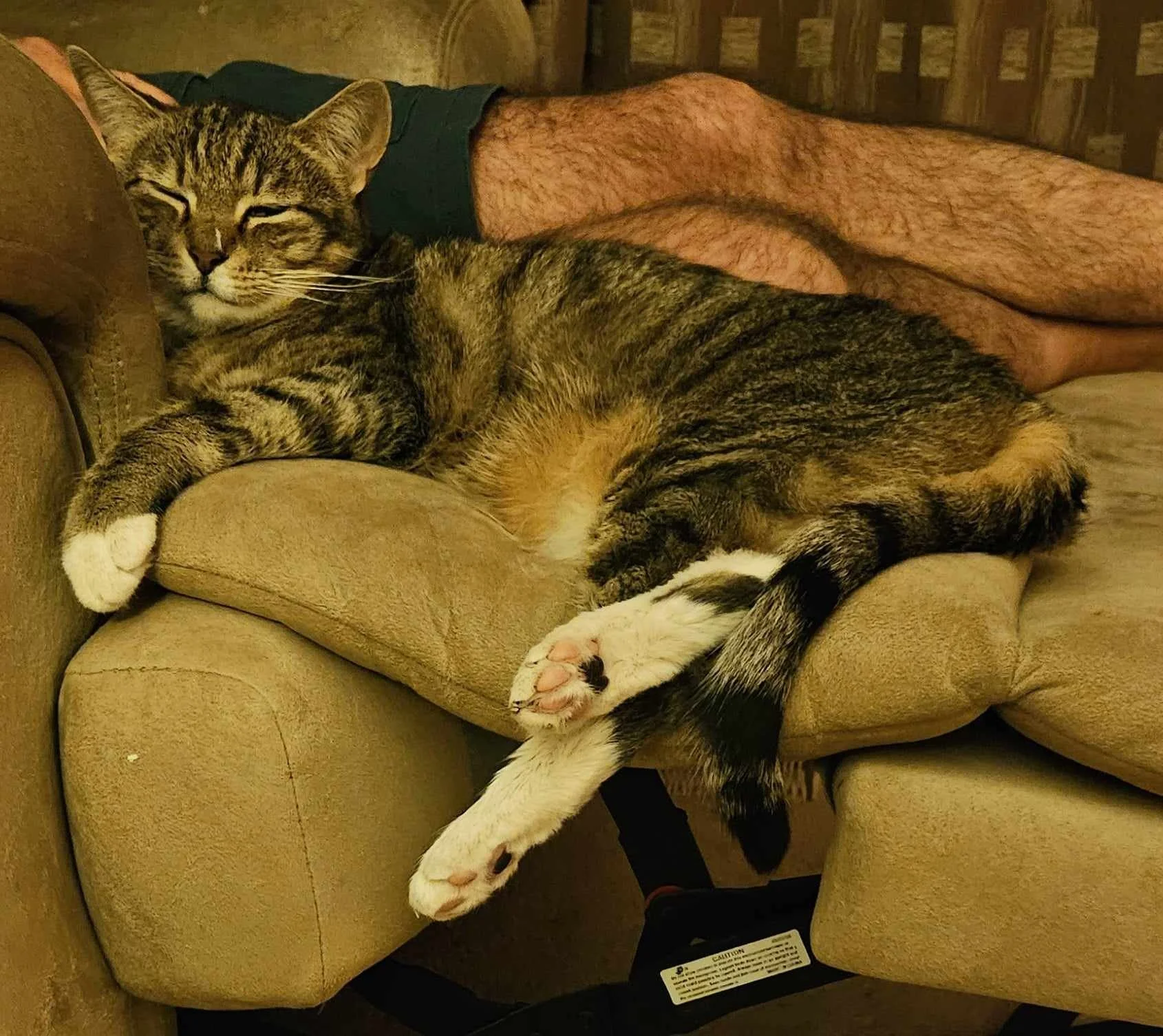 Adopt A Pet | Rescue An Animal — SAFE Perth