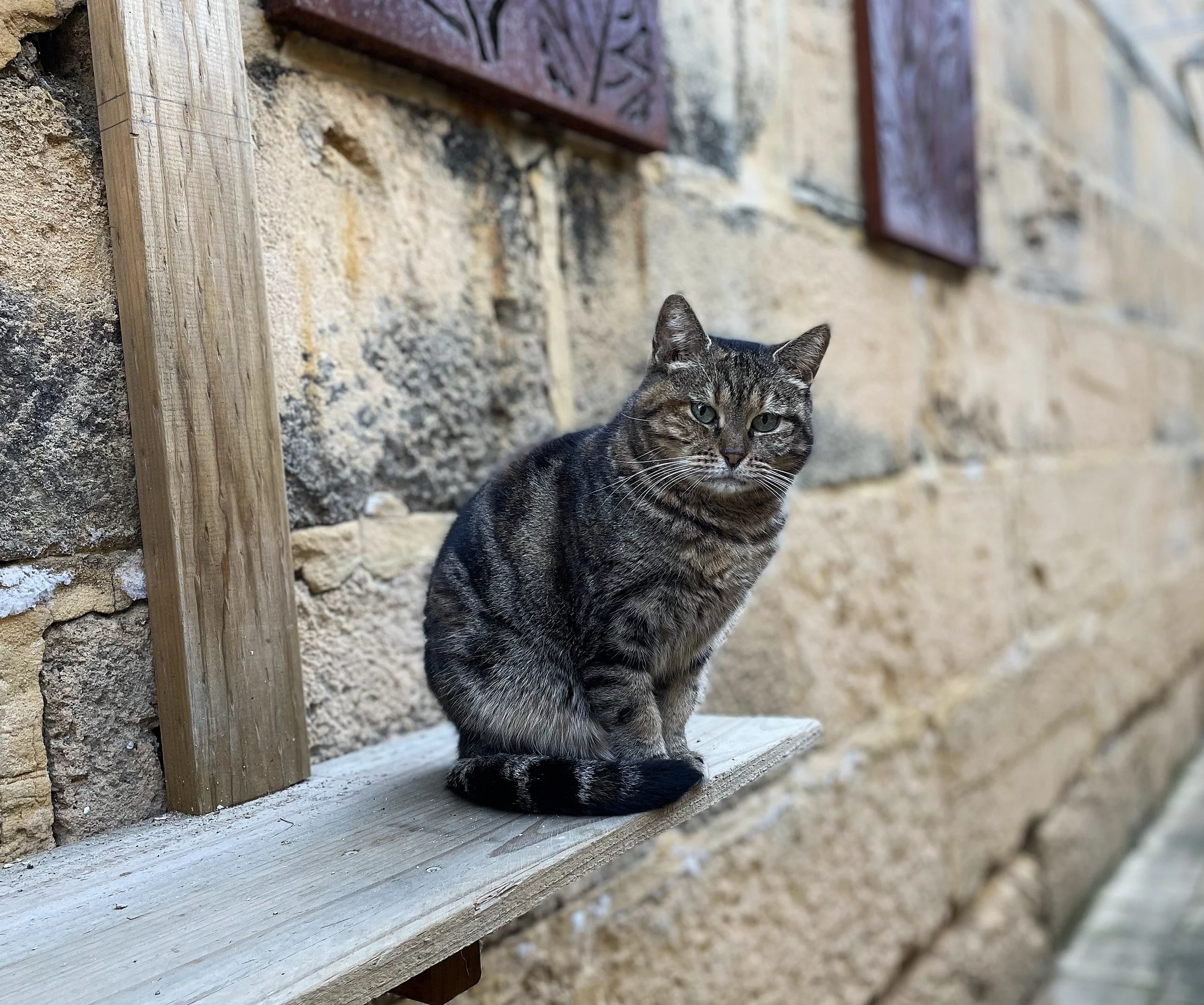 Cats — Adopt — SAFE Perth