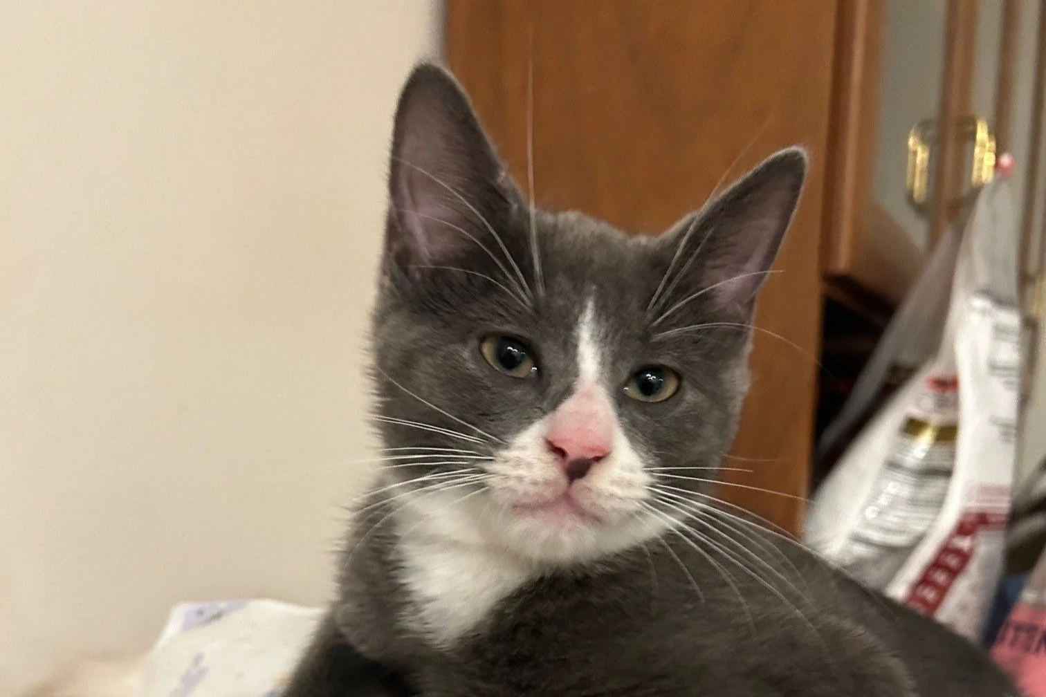 Cats — Adopt — SAFE Perth