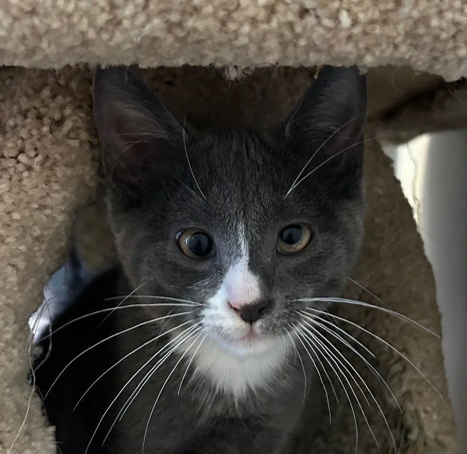 Cats — Adopt — SAFE Perth