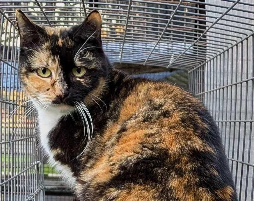 Cats — Adopt — SAFE Perth