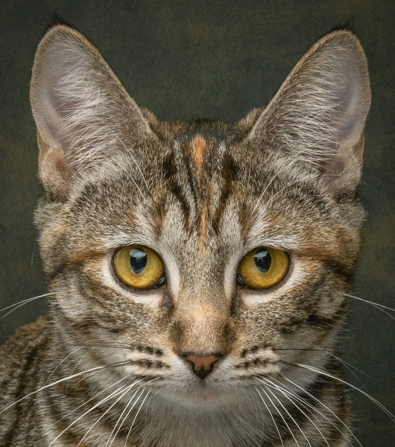 Cats — Adopt — SAFE Perth