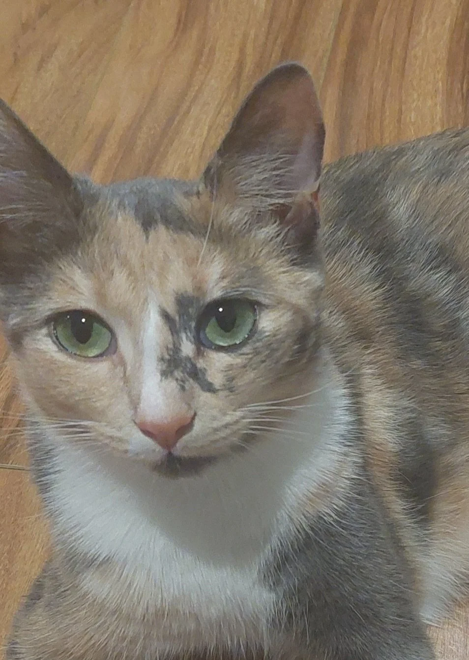 Adopt A Pet | Rescue An Animal — SAFE Perth