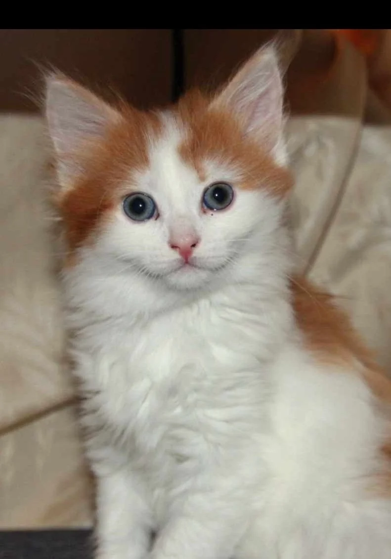 Cats — Adopt — SAFE Perth