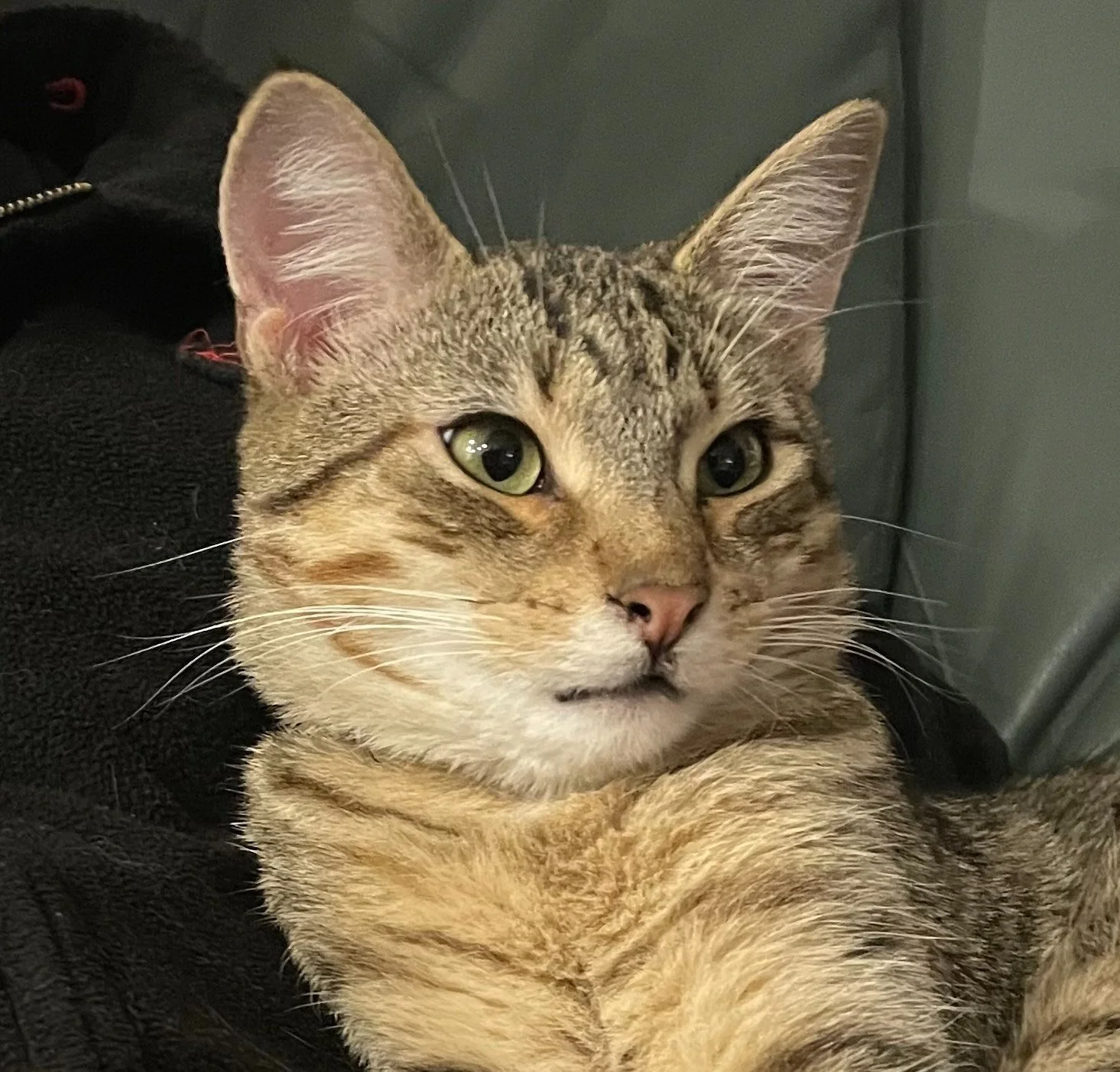 Cats — Adopt — SAFE Perth