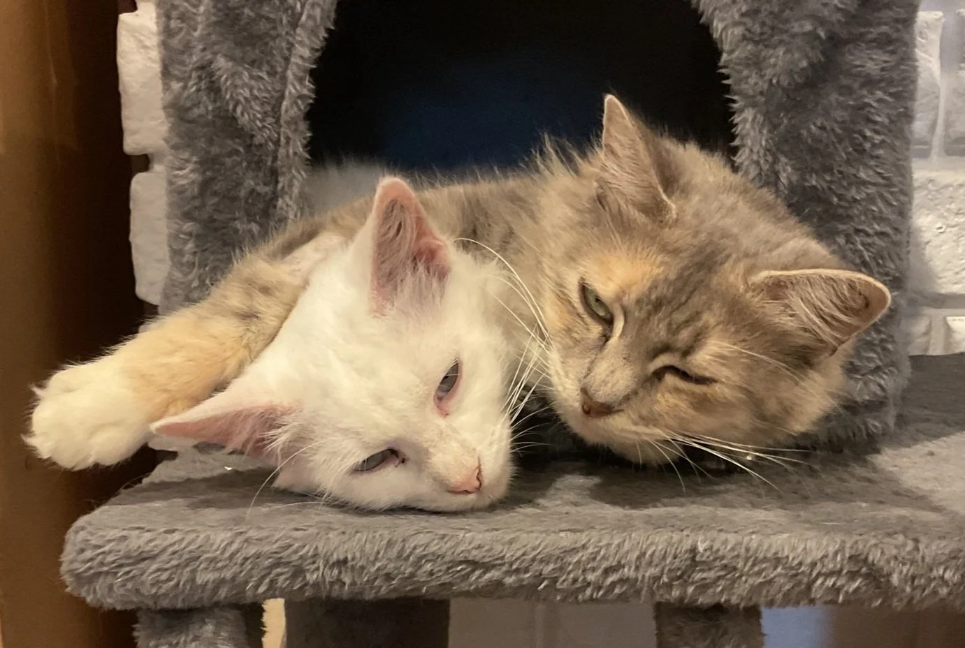 Cats — Adopt — SAFE Perth