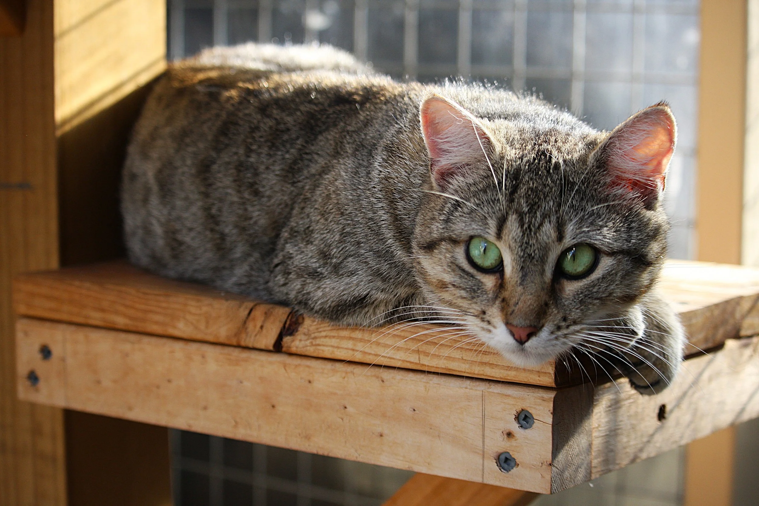 Cats — Adopt — SAFE Perth