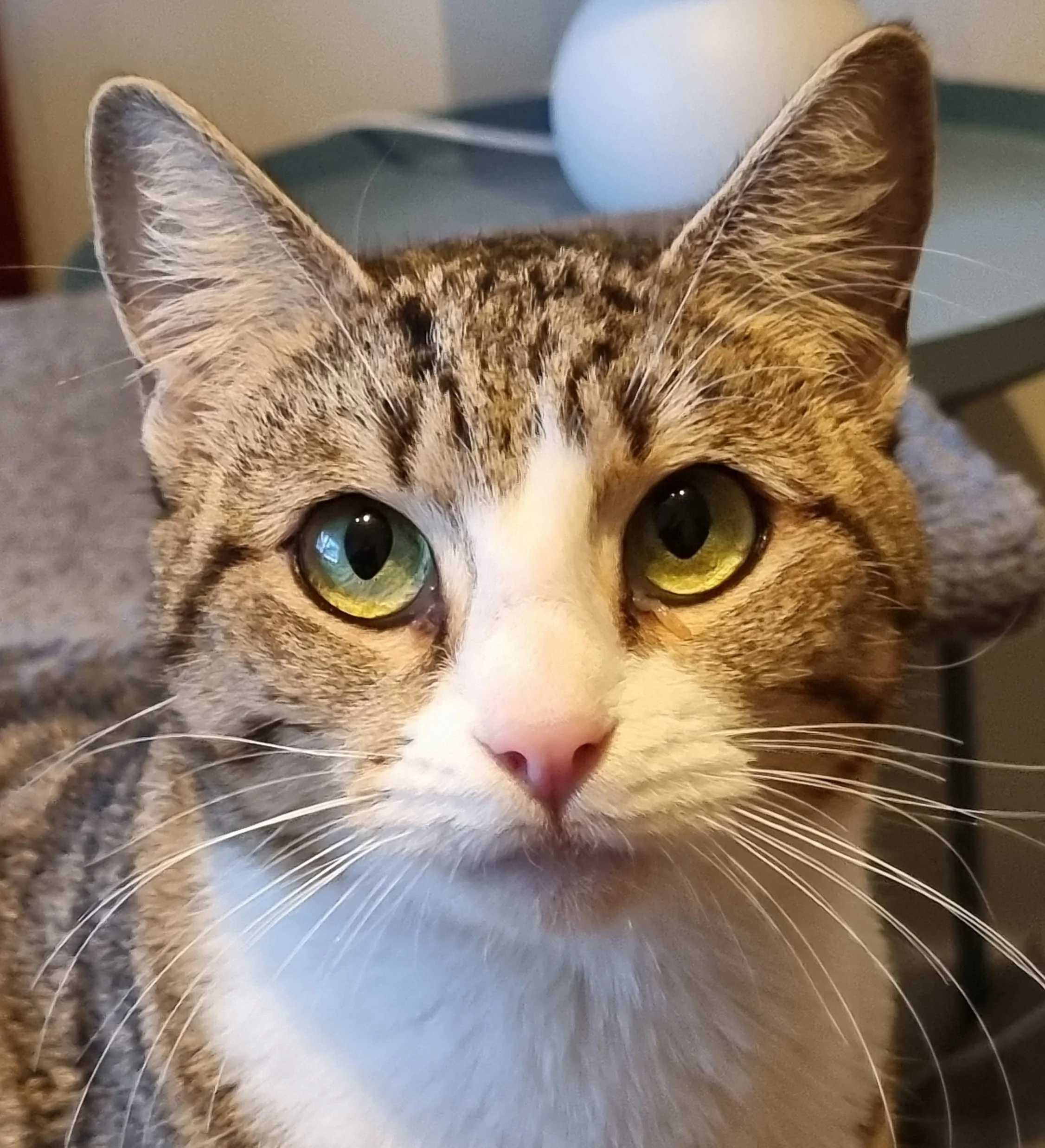 Cats — Adopt — SAFE Perth