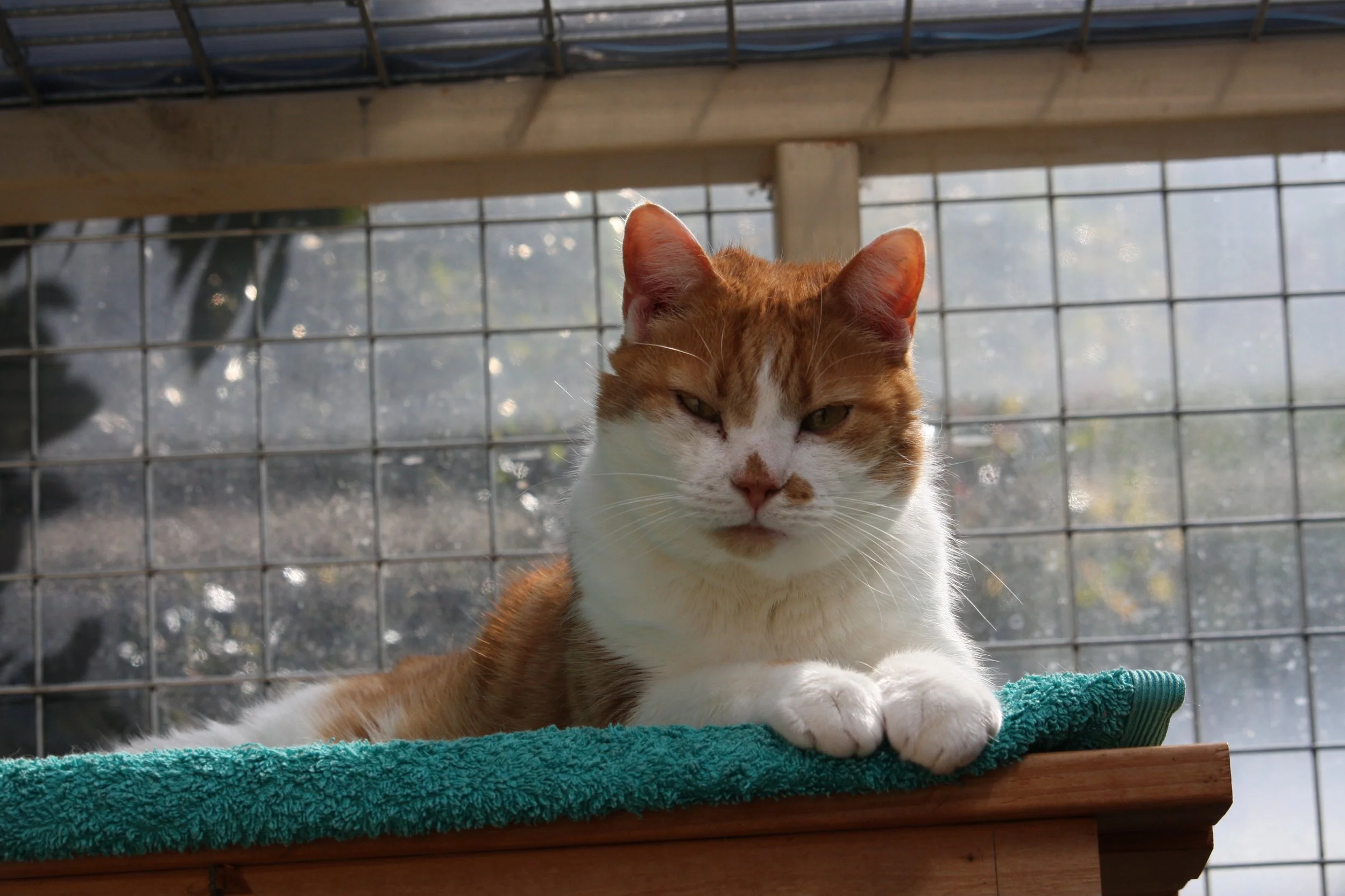 Meggs — SAFE Perth