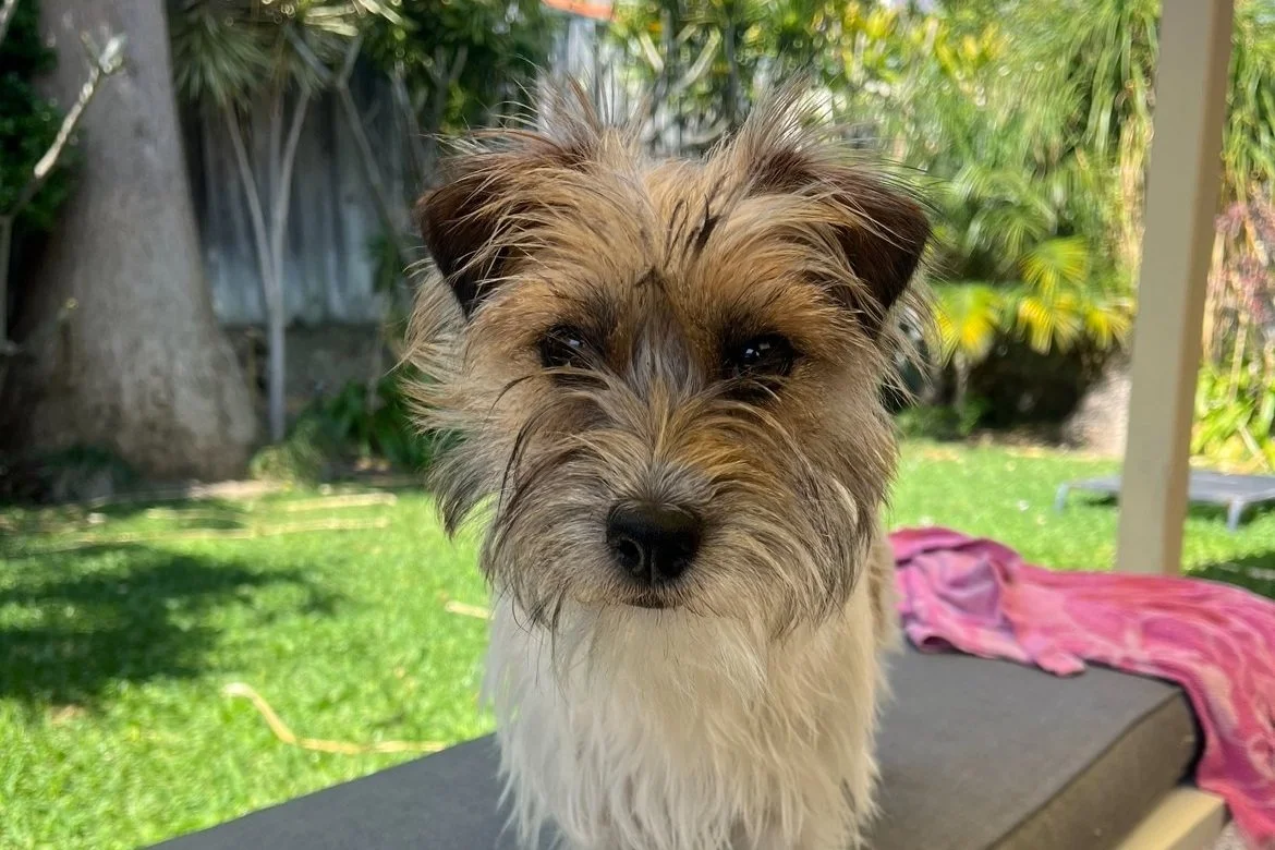 Adopt A Pet | Rescue An Animal — SAFE Perth