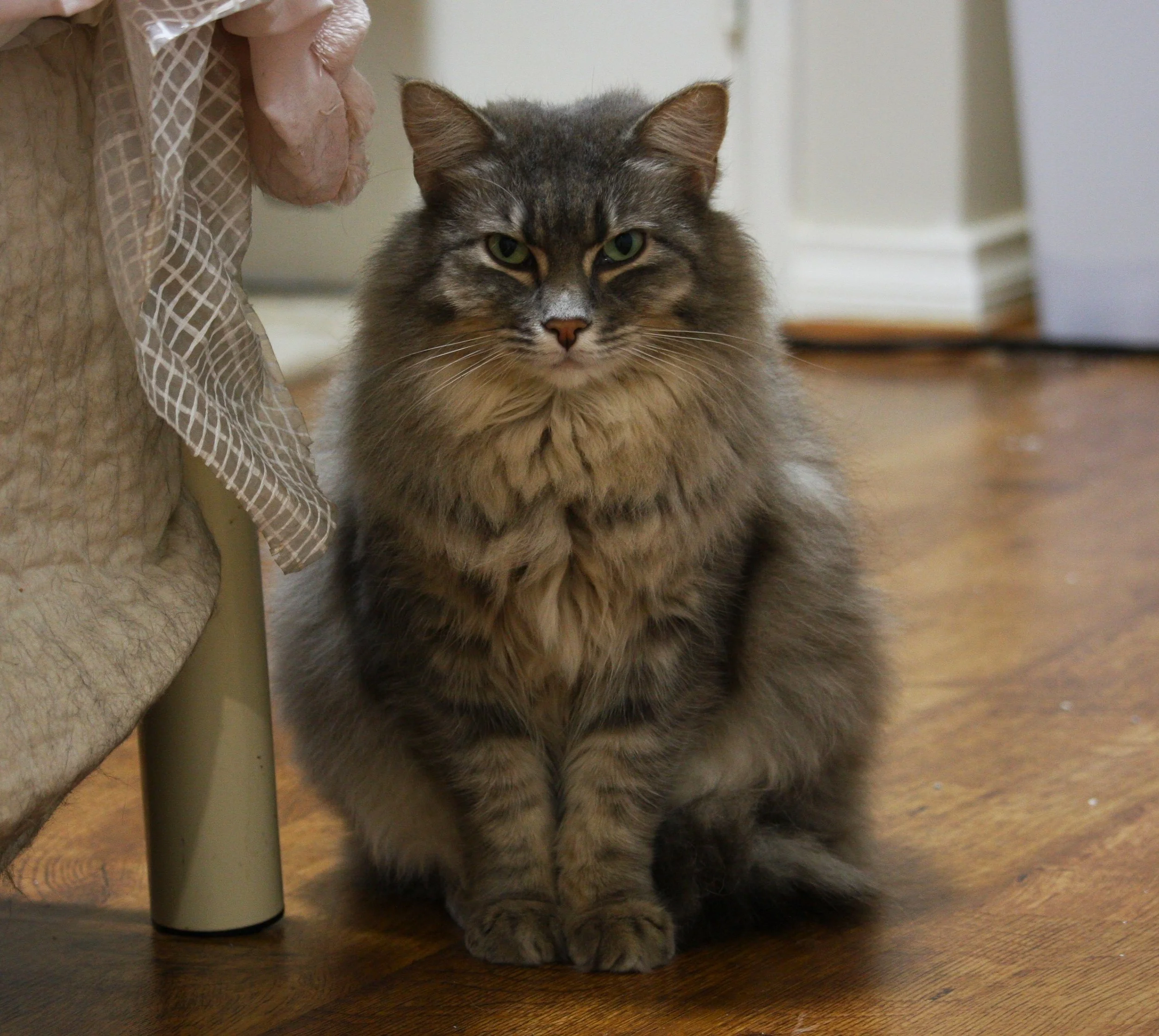 Cats — Adopt — SAFE Perth