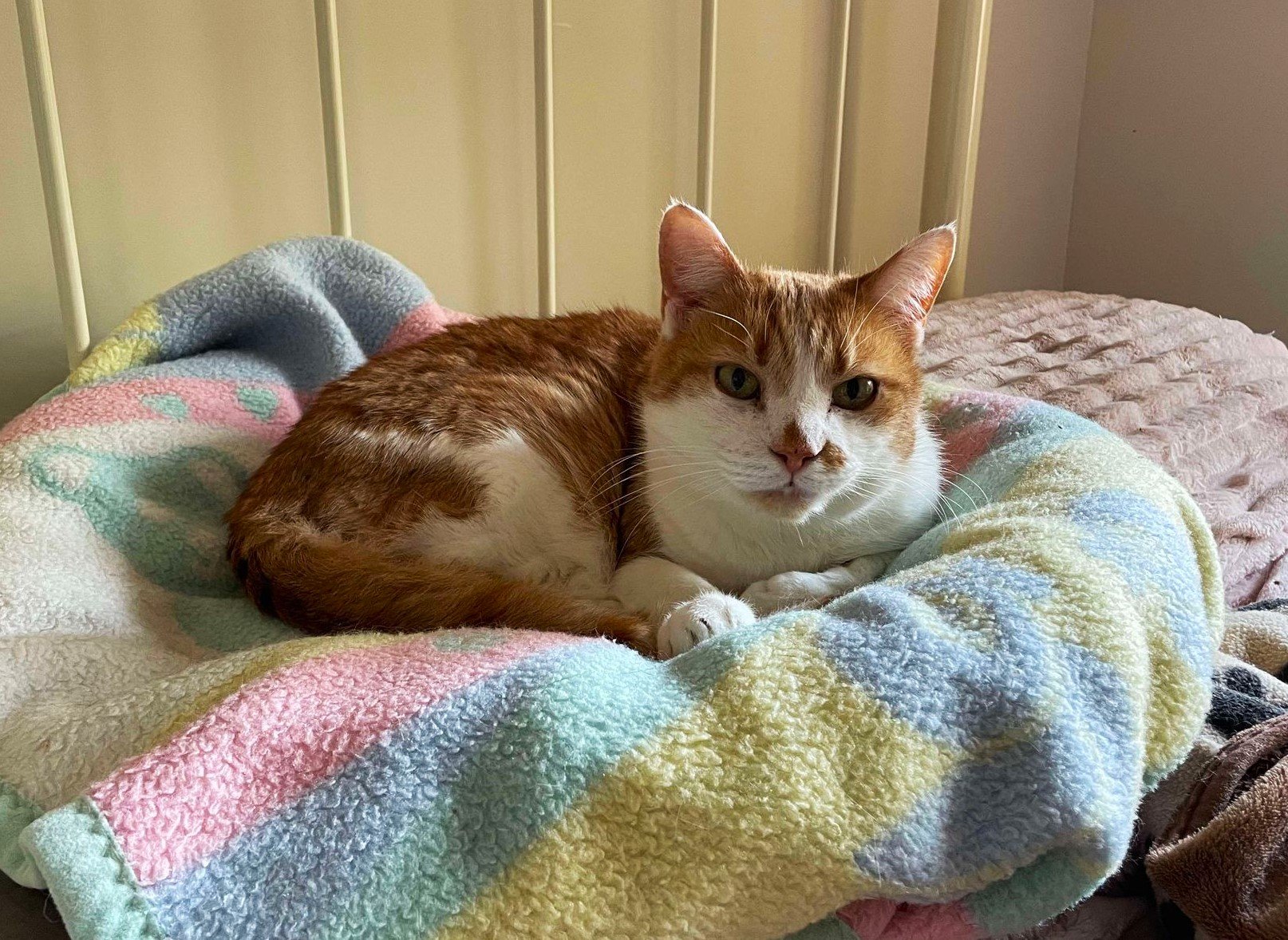 Meggs **On trial with my new family** — SAFE Perth
