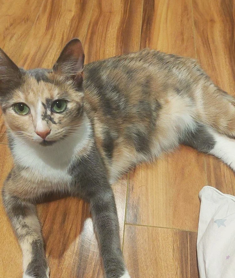 Cats — Adopt — SAFE Perth