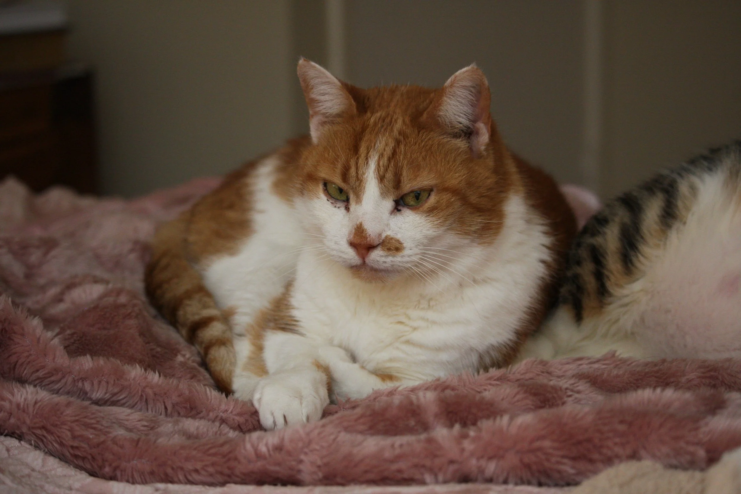 Cats — Adopt — SAFE Perth
