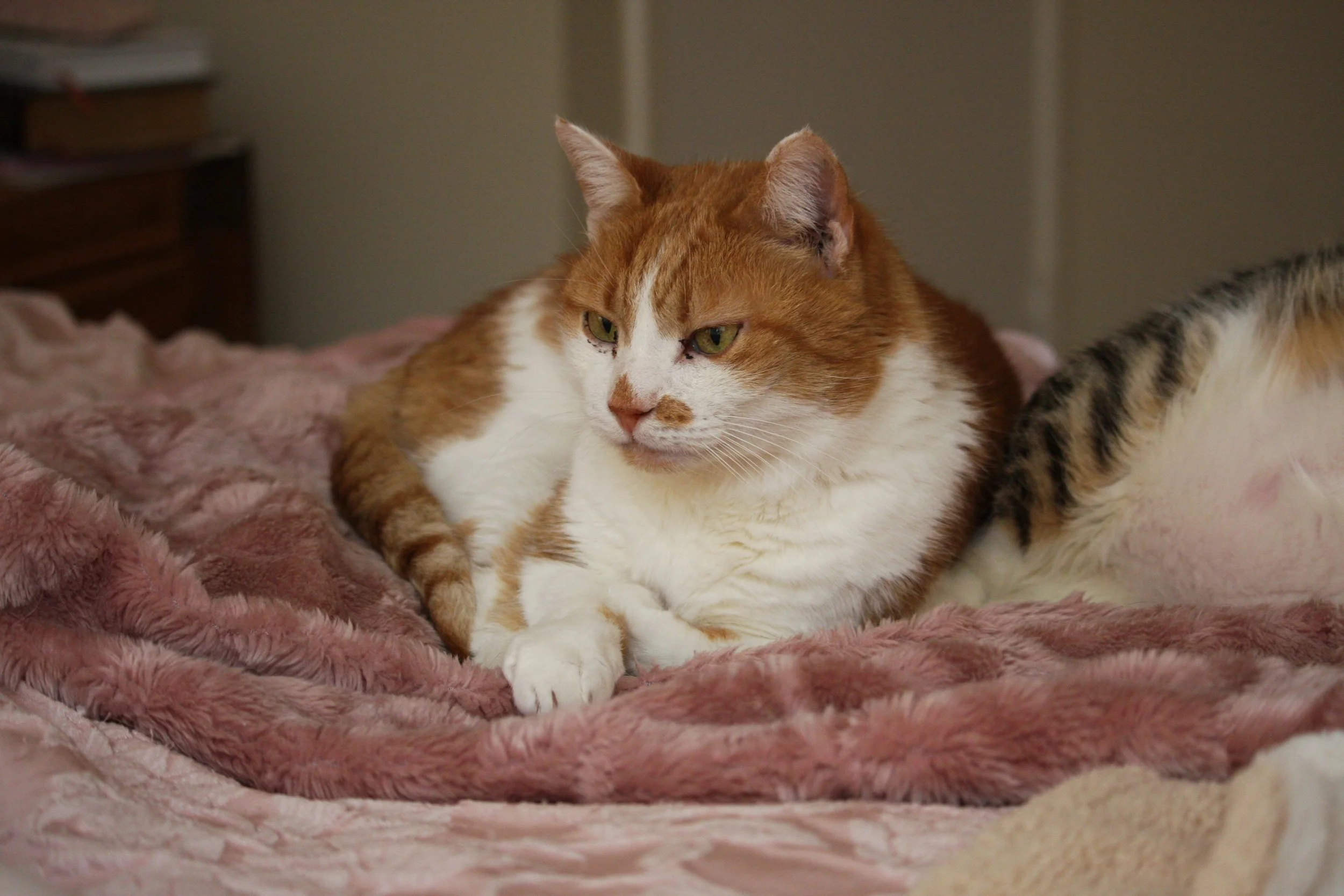 Meggs — SAFE Perth