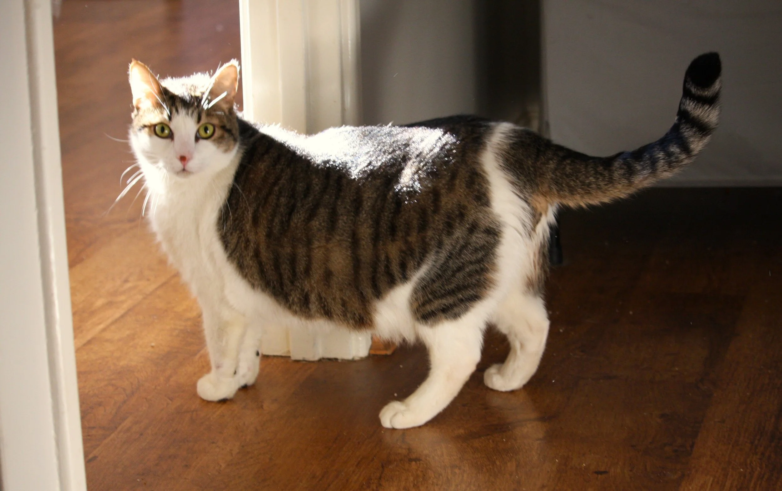 Adopt A Pet | Rescue An Animal — SAFE Perth