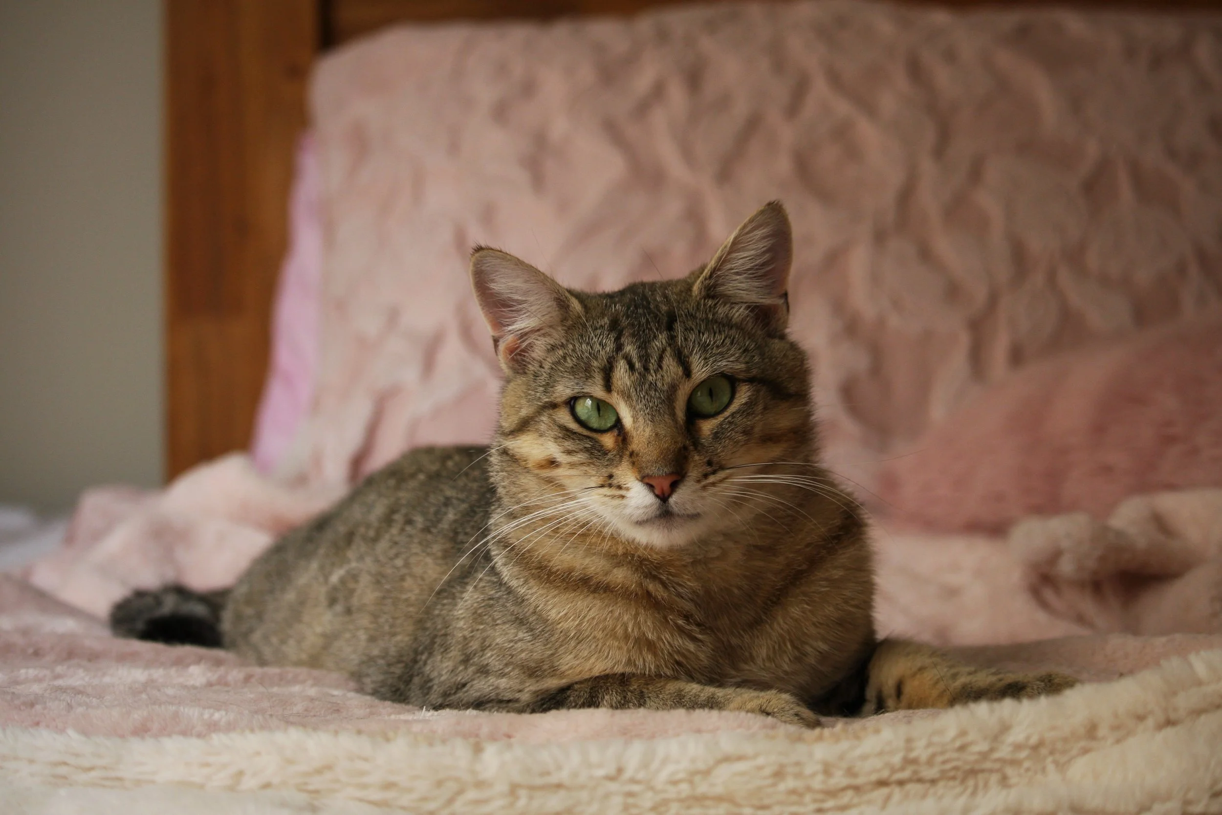 Cats — Adopt — SAFE Perth