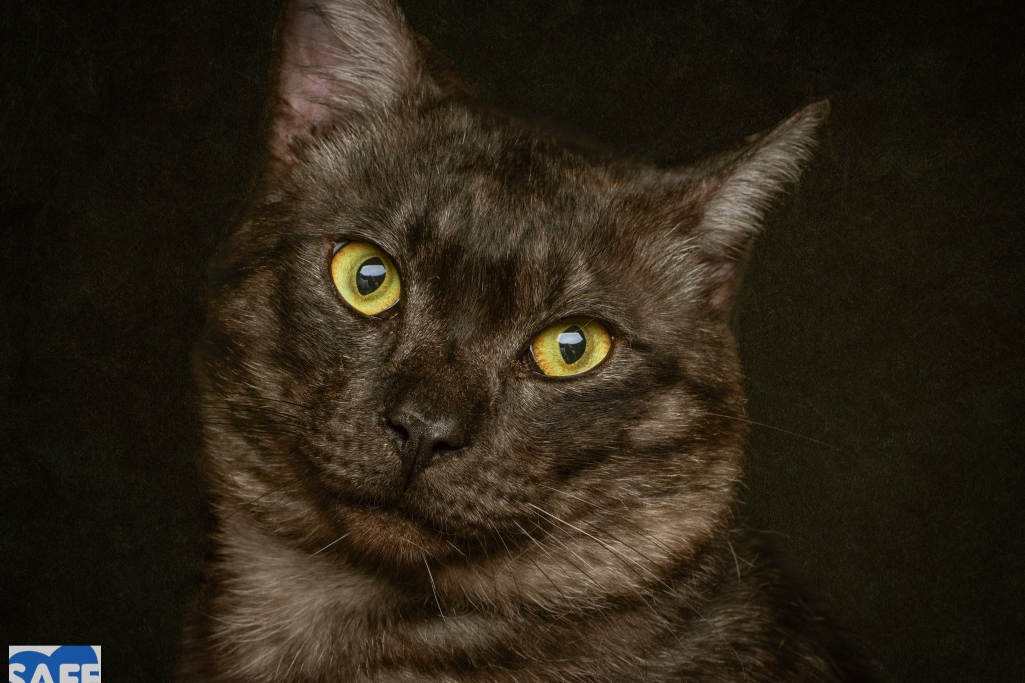 Adopt A Pet | Rescue An Animal — SAFE Perth