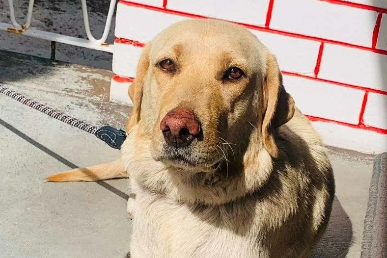 Adopt A Pet | Rescue An Animal — SAFE Perth