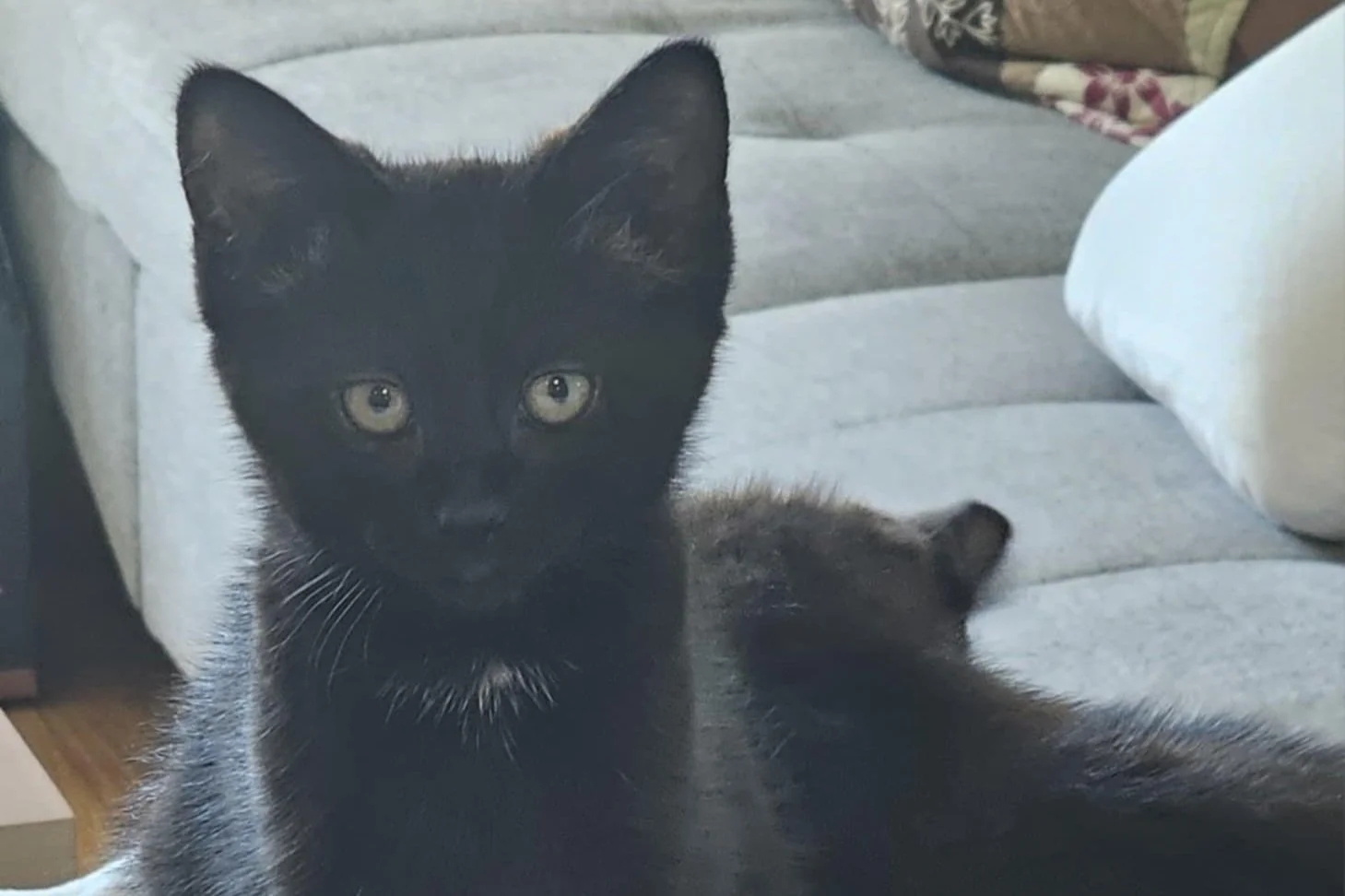 Cats — Adopt — SAFE Perth