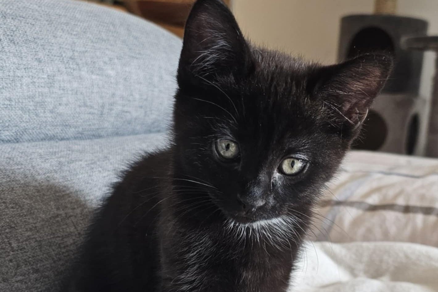 Cats — Adopt — SAFE Perth