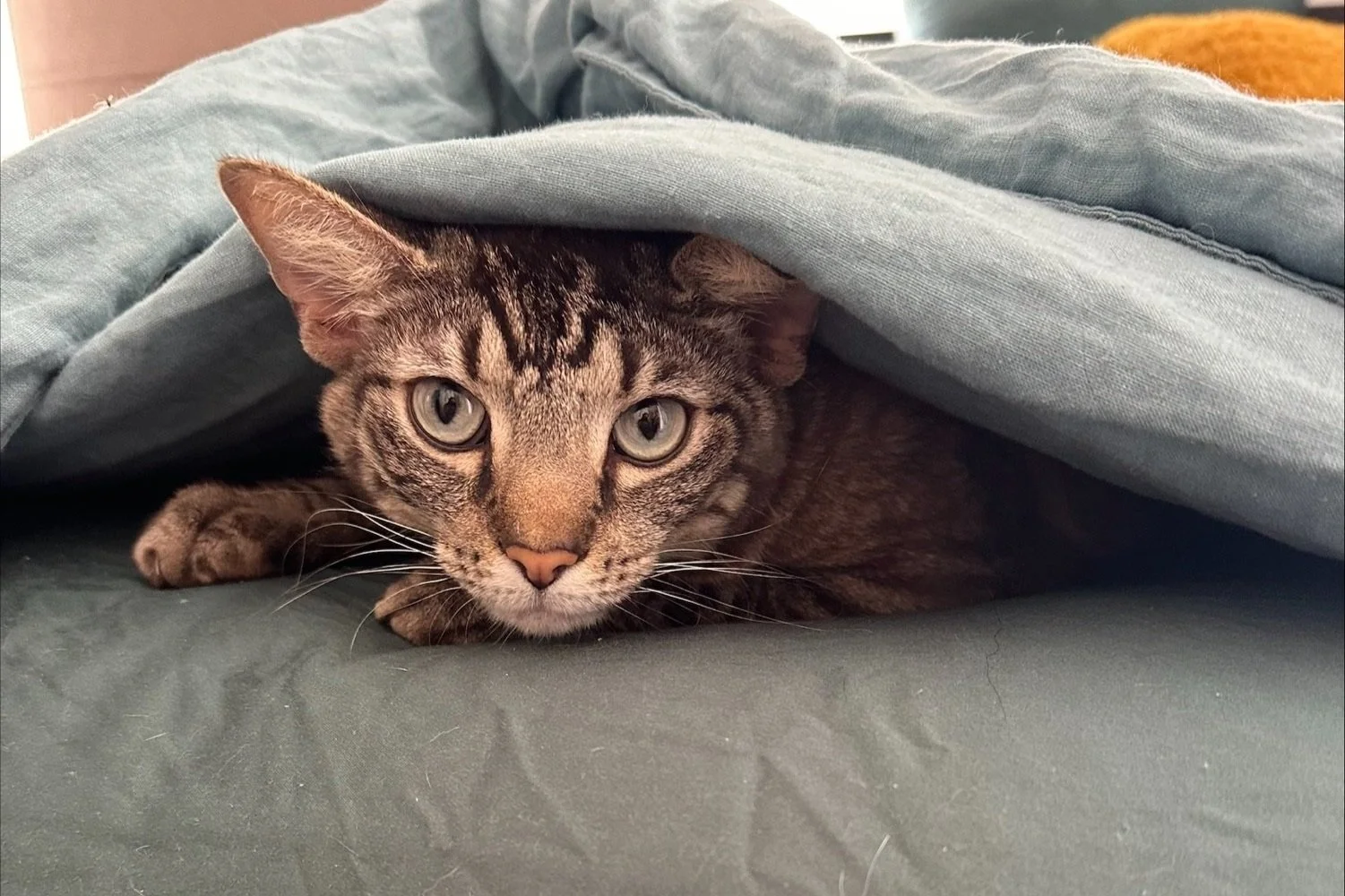 Cats — Adopt — SAFE Perth