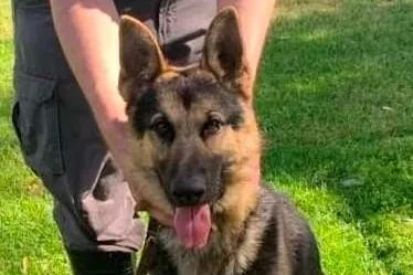 Adopt A Pet | Rescue An Animal — SAFE Perth