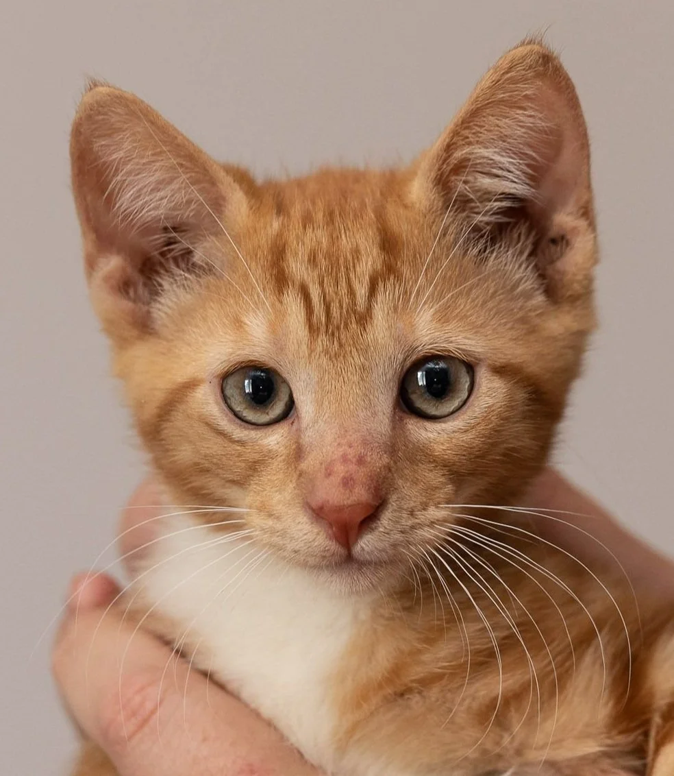 Cats — Adopt — SAFE Perth