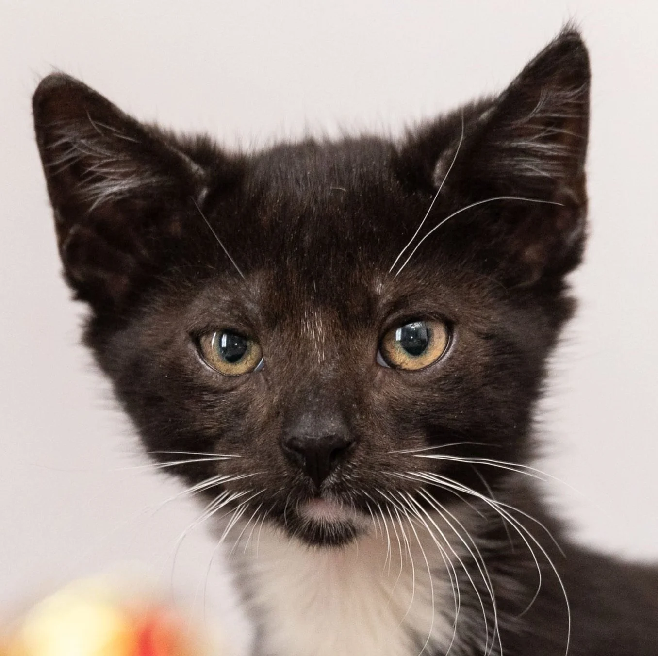 Cats — Adopt — SAFE Perth