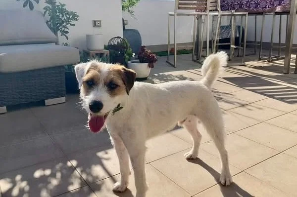 Adopt A Pet | Rescue An Animal — SAFE Perth