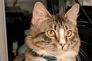 Cats — Adopt — SAFE Perth