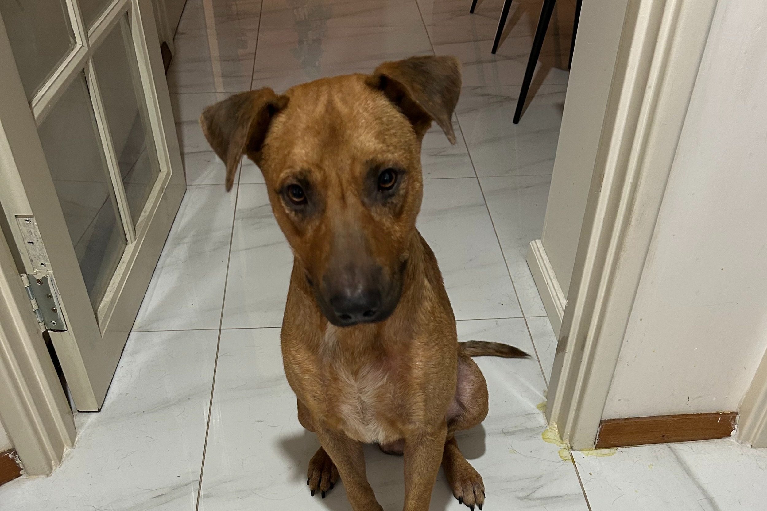 Dogs — Adopt — SAFE Perth