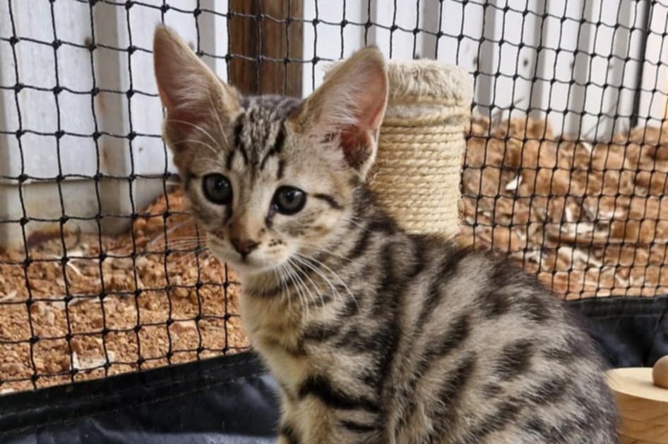 Adopt A Pet | Rescue An Animal — SAFE Perth