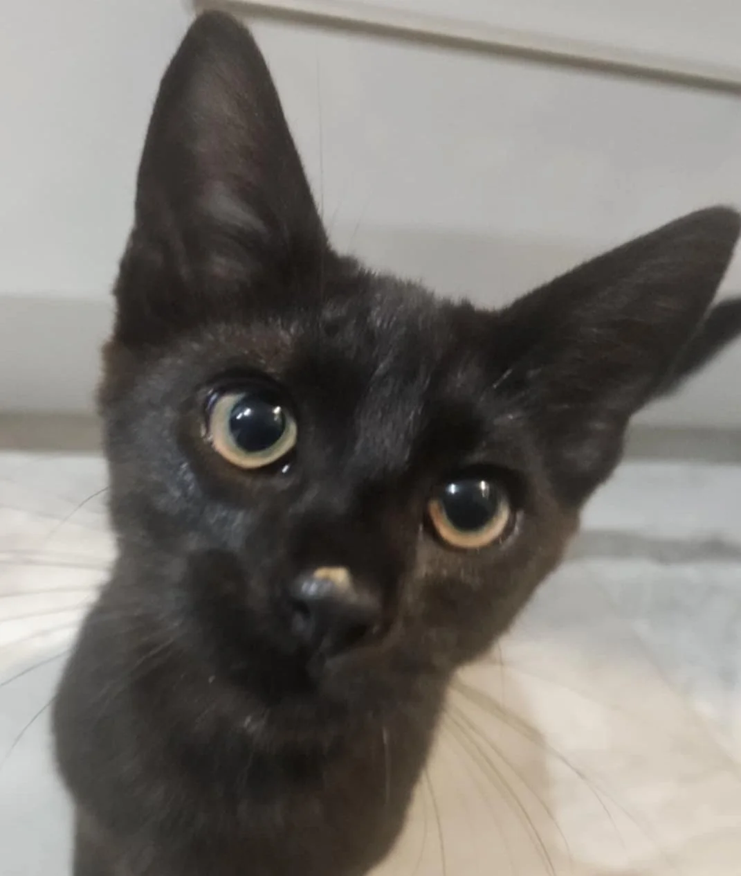 Cats — Adopt — SAFE Perth