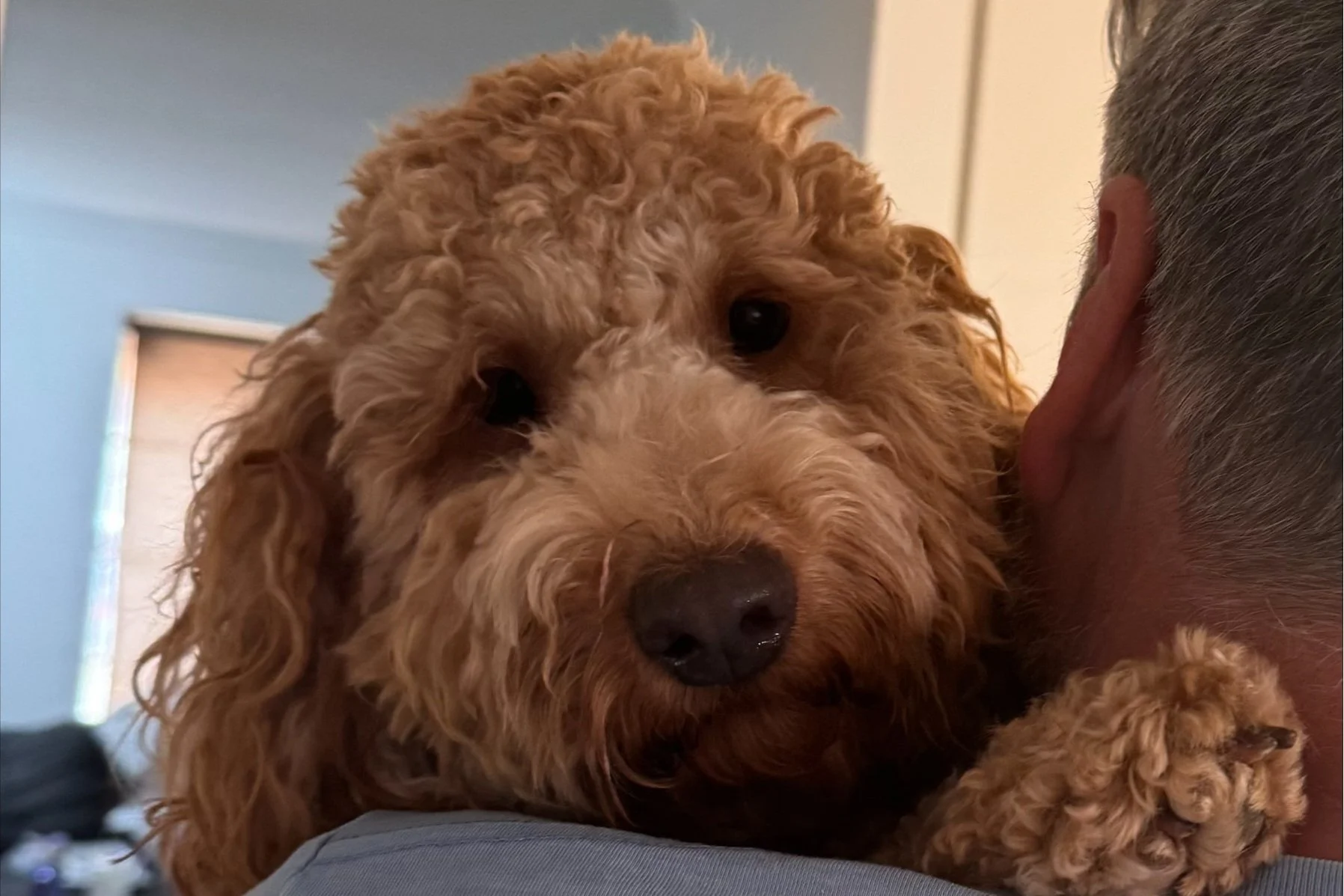 Dogs — Adopt — SAFE Perth