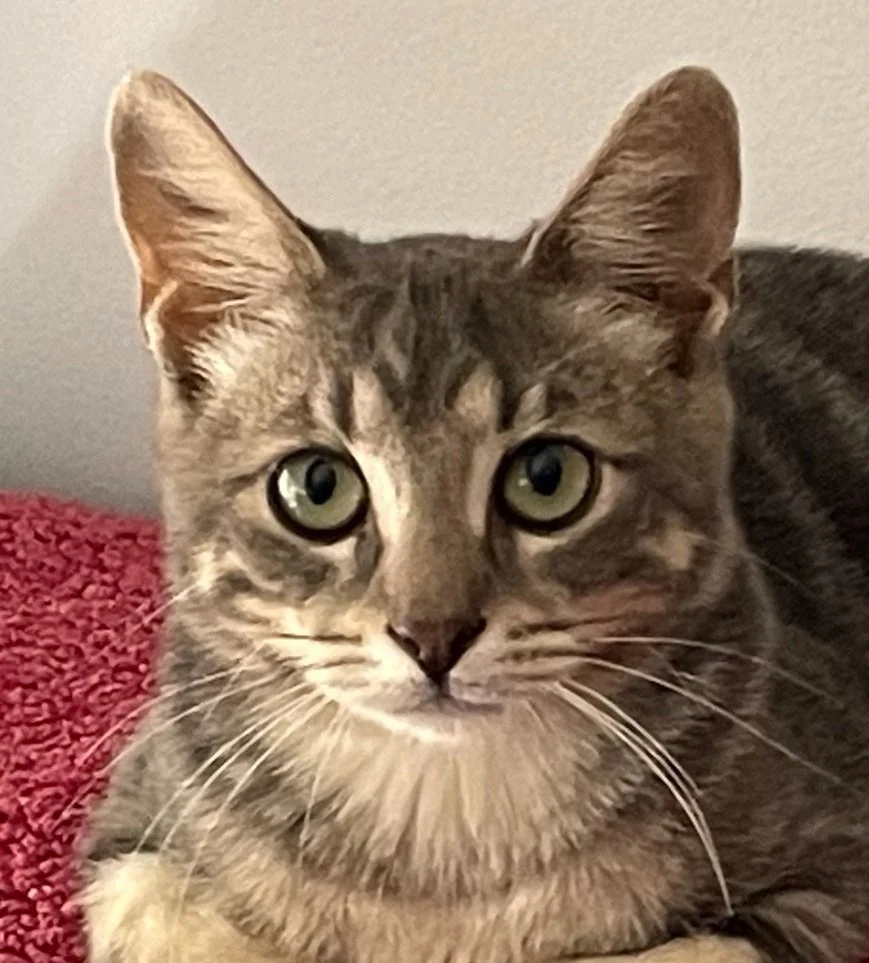 Cats — Adopt — SAFE Perth