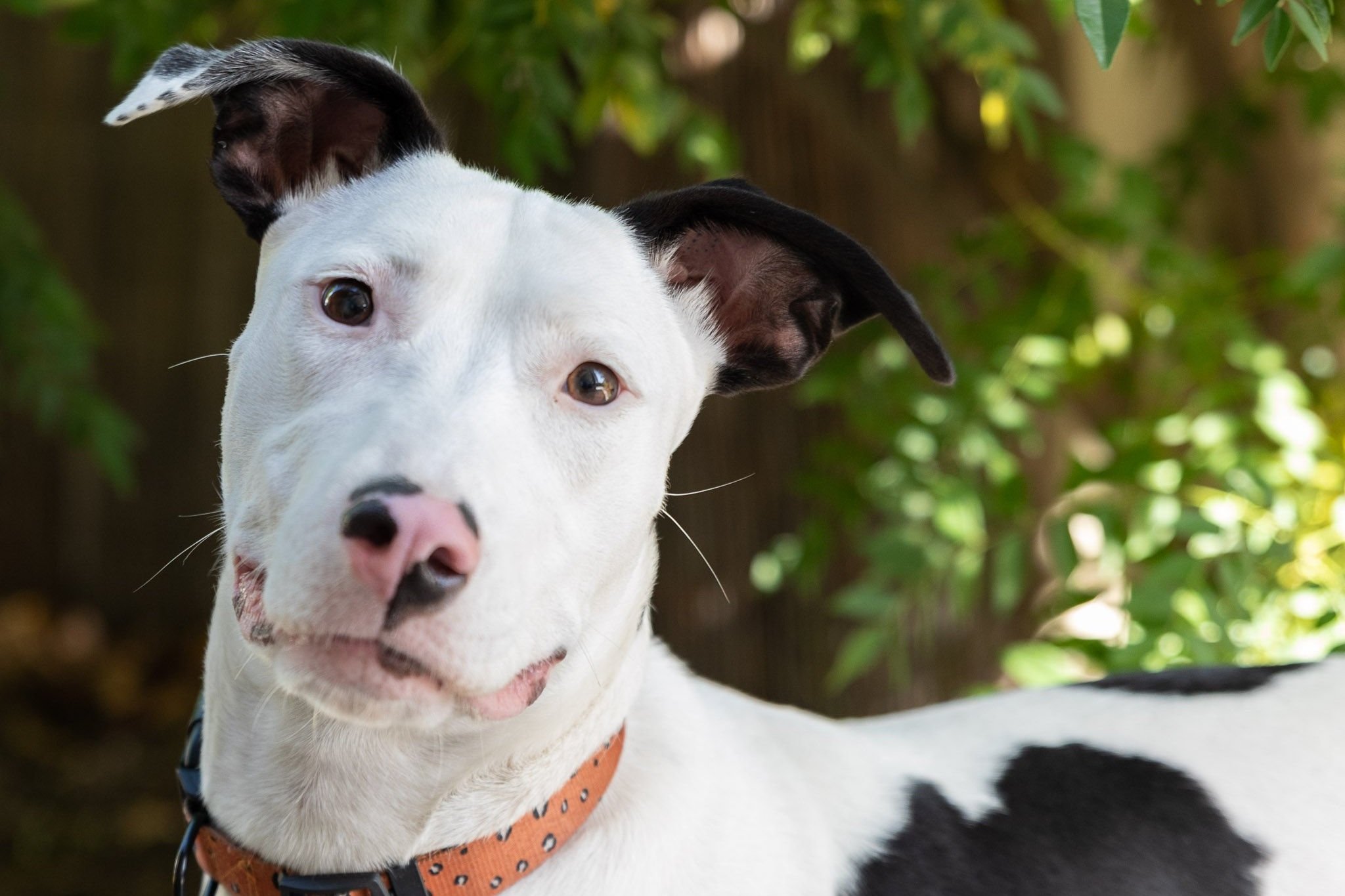 Adopt A Pet | Rescue An Animal — SAFE Perth