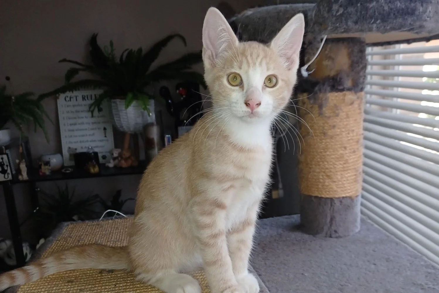 Cats — Adopt — SAFE Perth