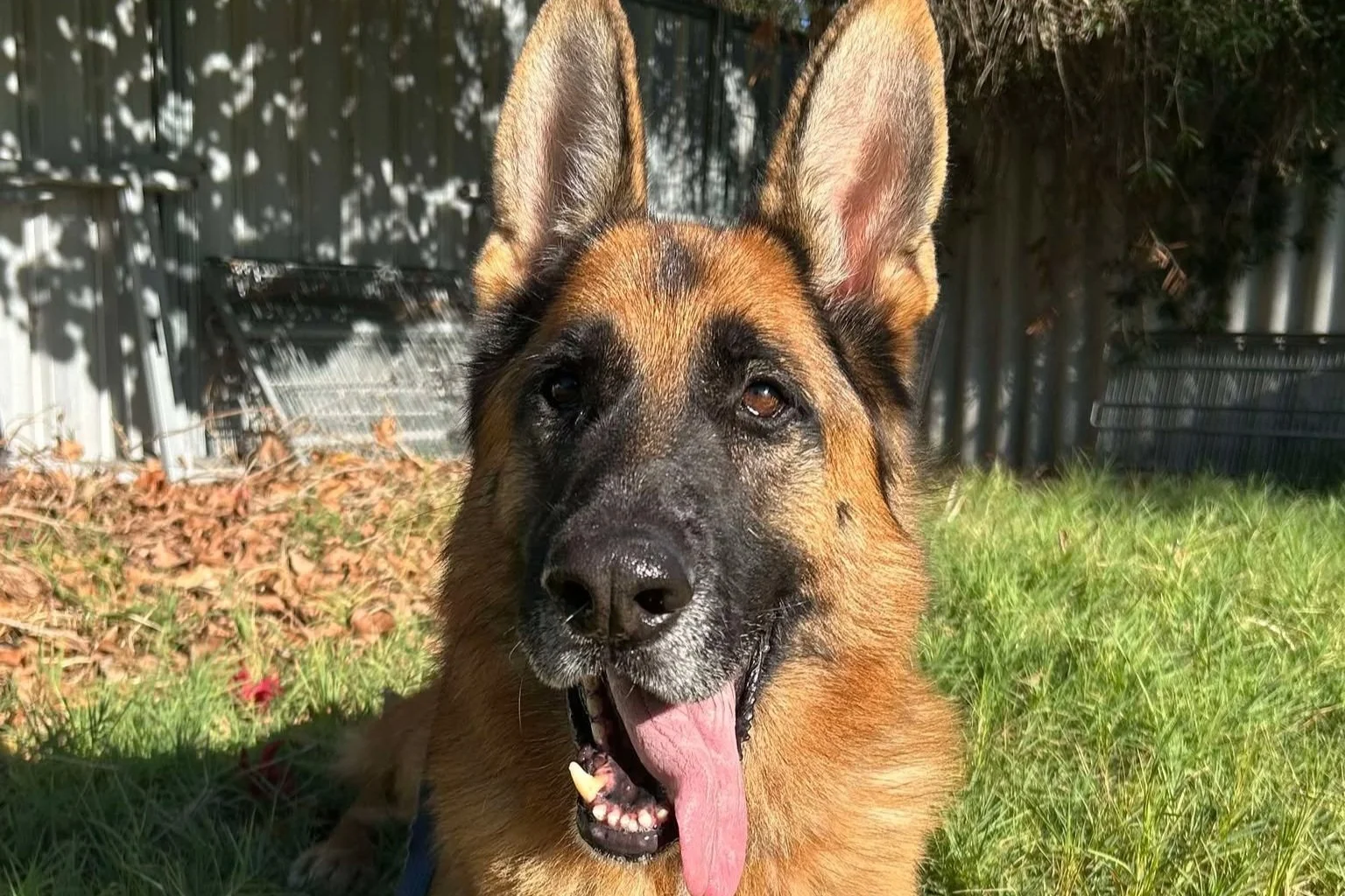 Adopt A Pet | Rescue An Animal — SAFE Perth