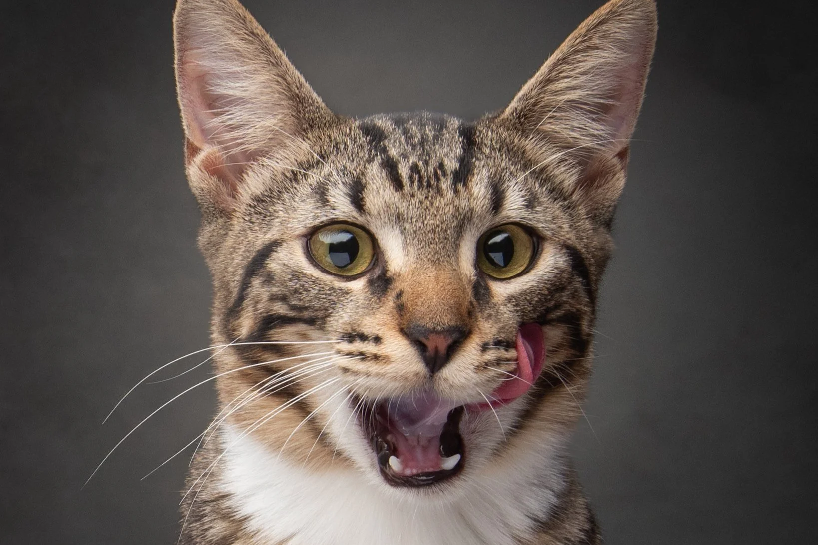 Adopt A Pet | Rescue An Animal — SAFE Perth