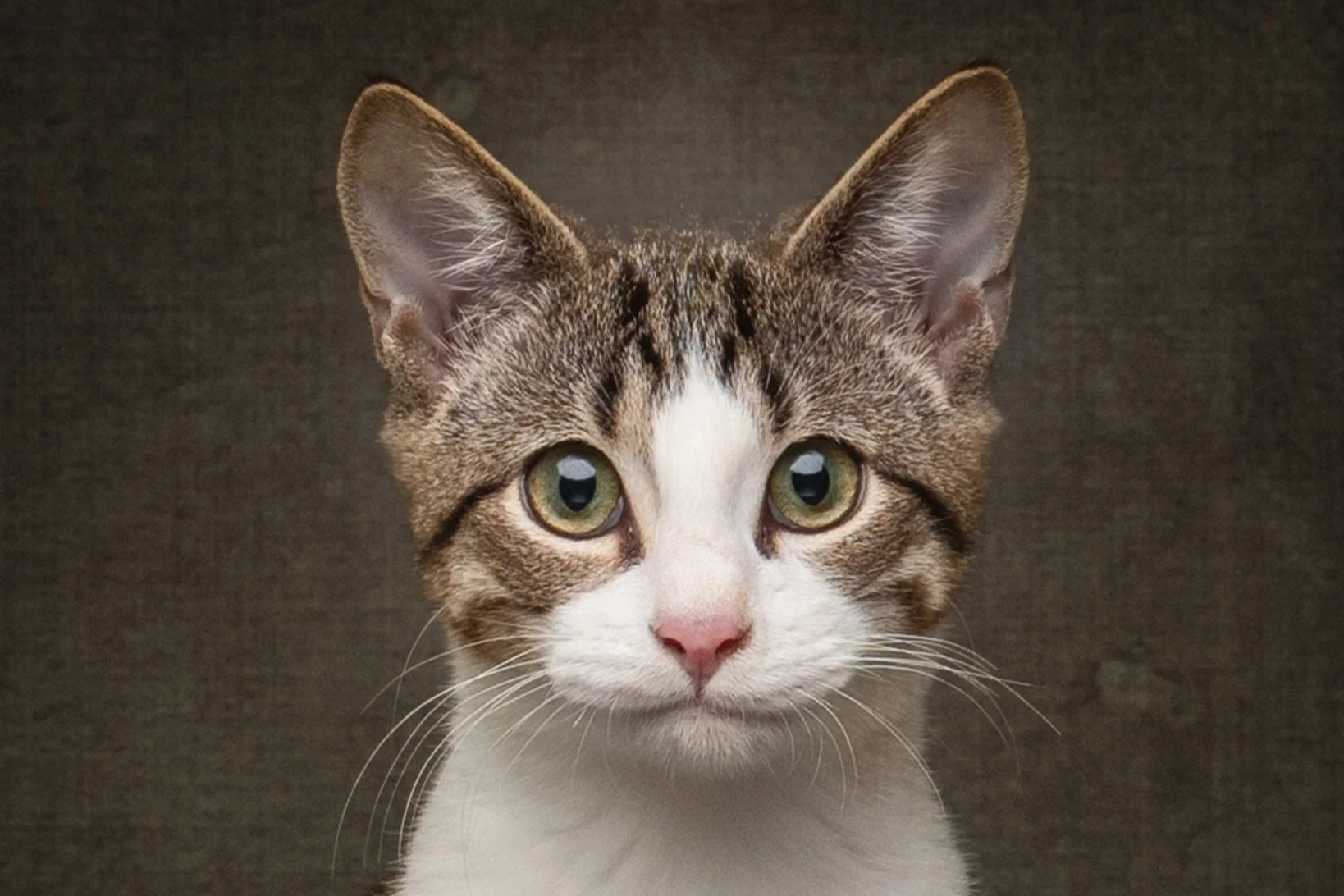 Cats — Adopt — SAFE Perth