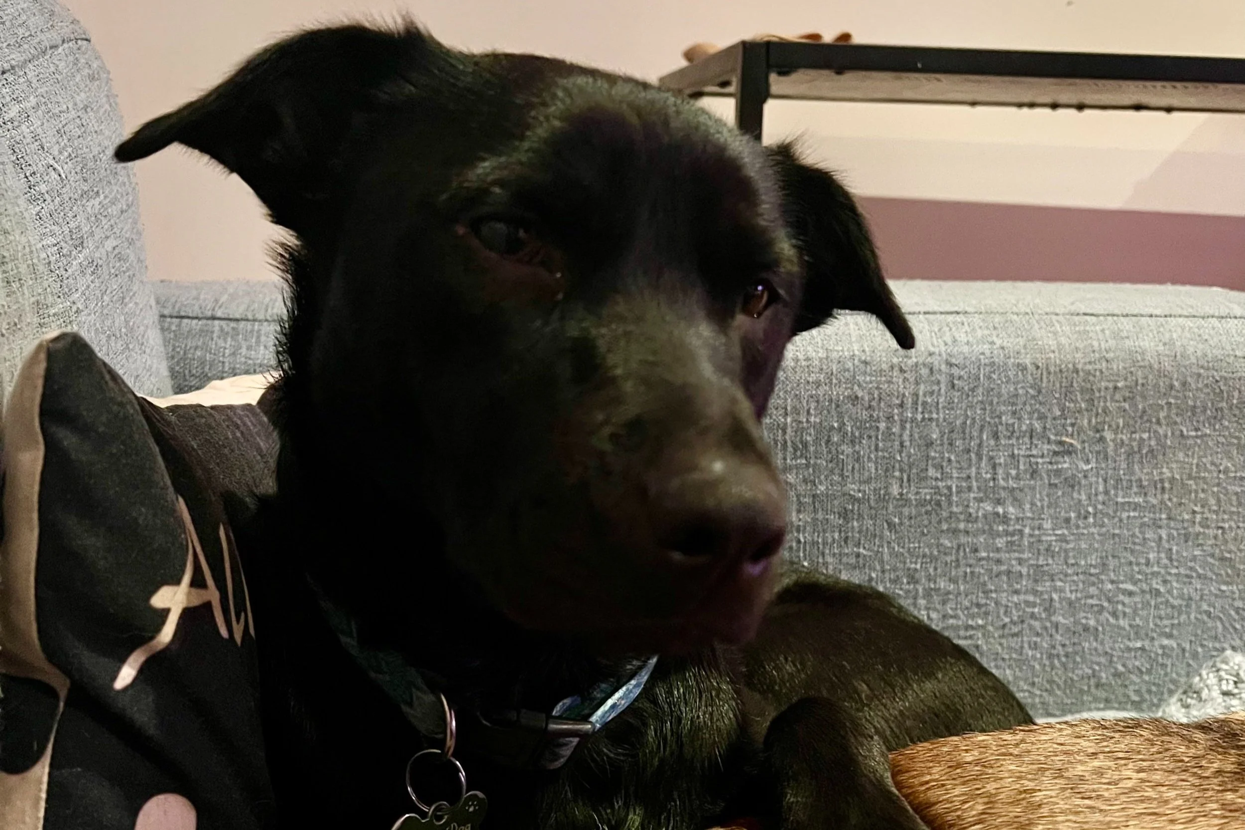 Adopt A Pet | Rescue An Animal — SAFE Perth