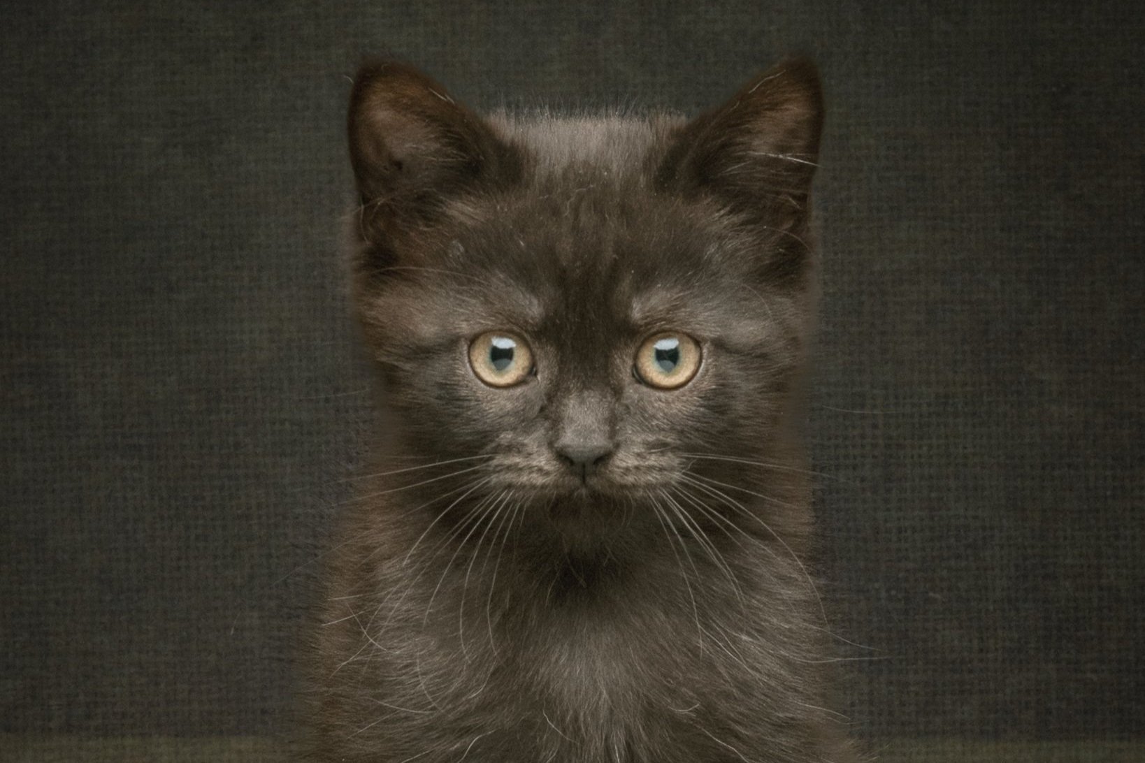 Cats — Adopt — SAFE Perth