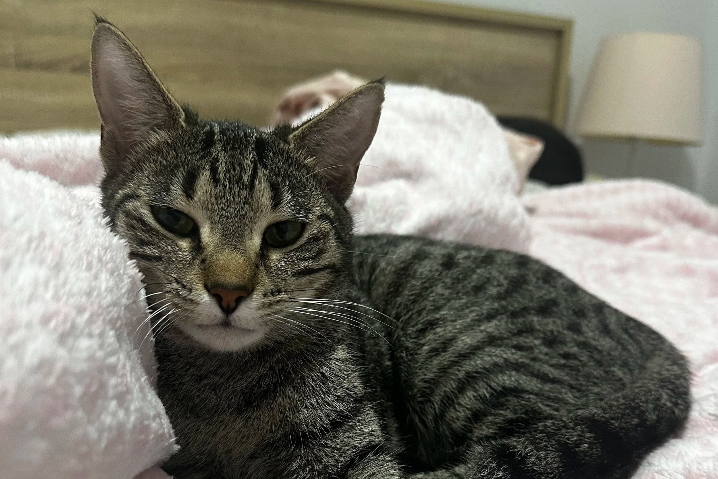 Cats — Adopt — SAFE Perth