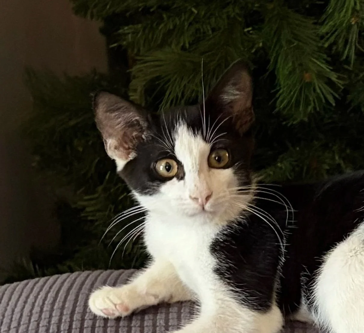 Cats — Adopt — SAFE Perth